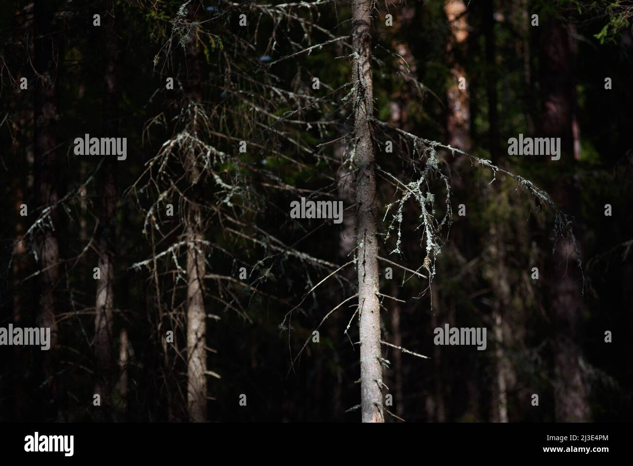 Old branches of fir trees overgrown with moss and lichen in the spring ...
