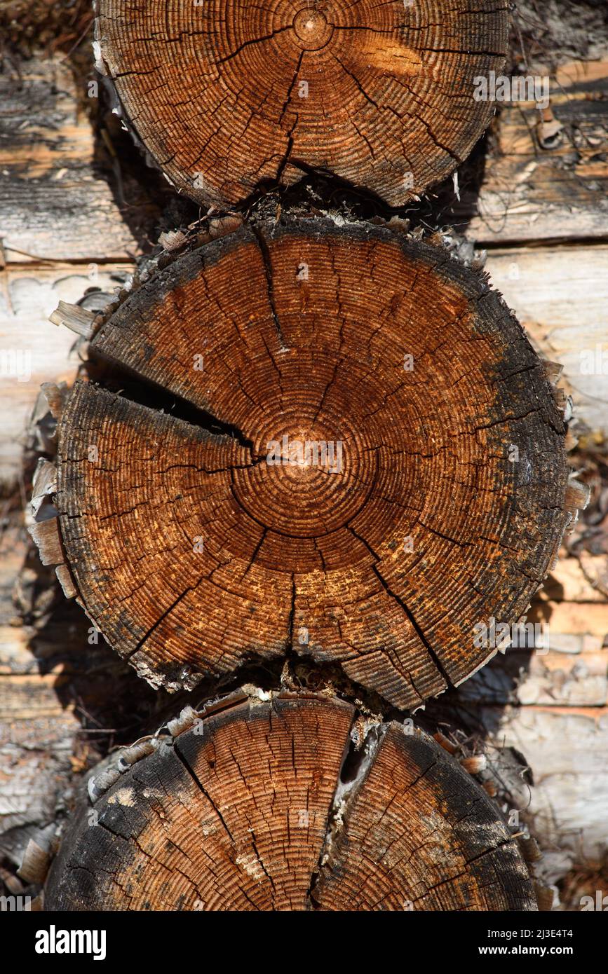 Log cabin wall texture hi-res stock photography and images - Alamy