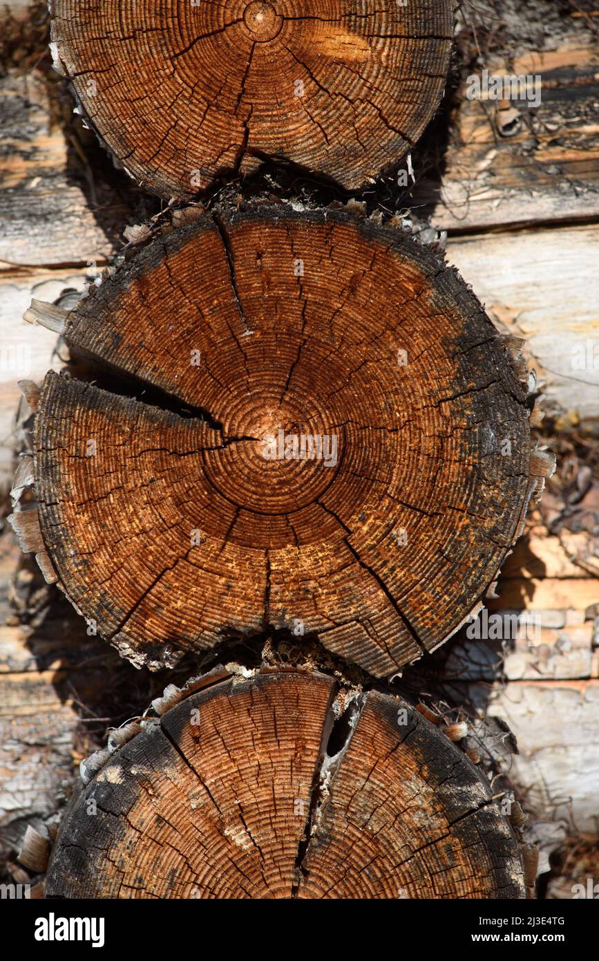 Log cabin wall texture hi-res stock photography and images - Alamy