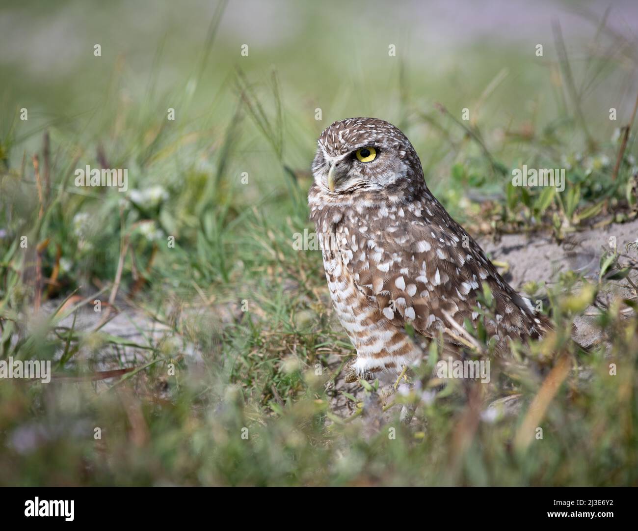 Burrowing species hi-res stock photography and images - Alamy