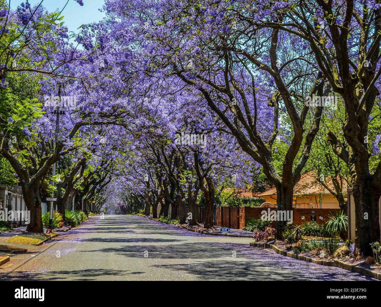 Purple blue Jacaranda mimosifolia bloom in Johannesburg street during ...