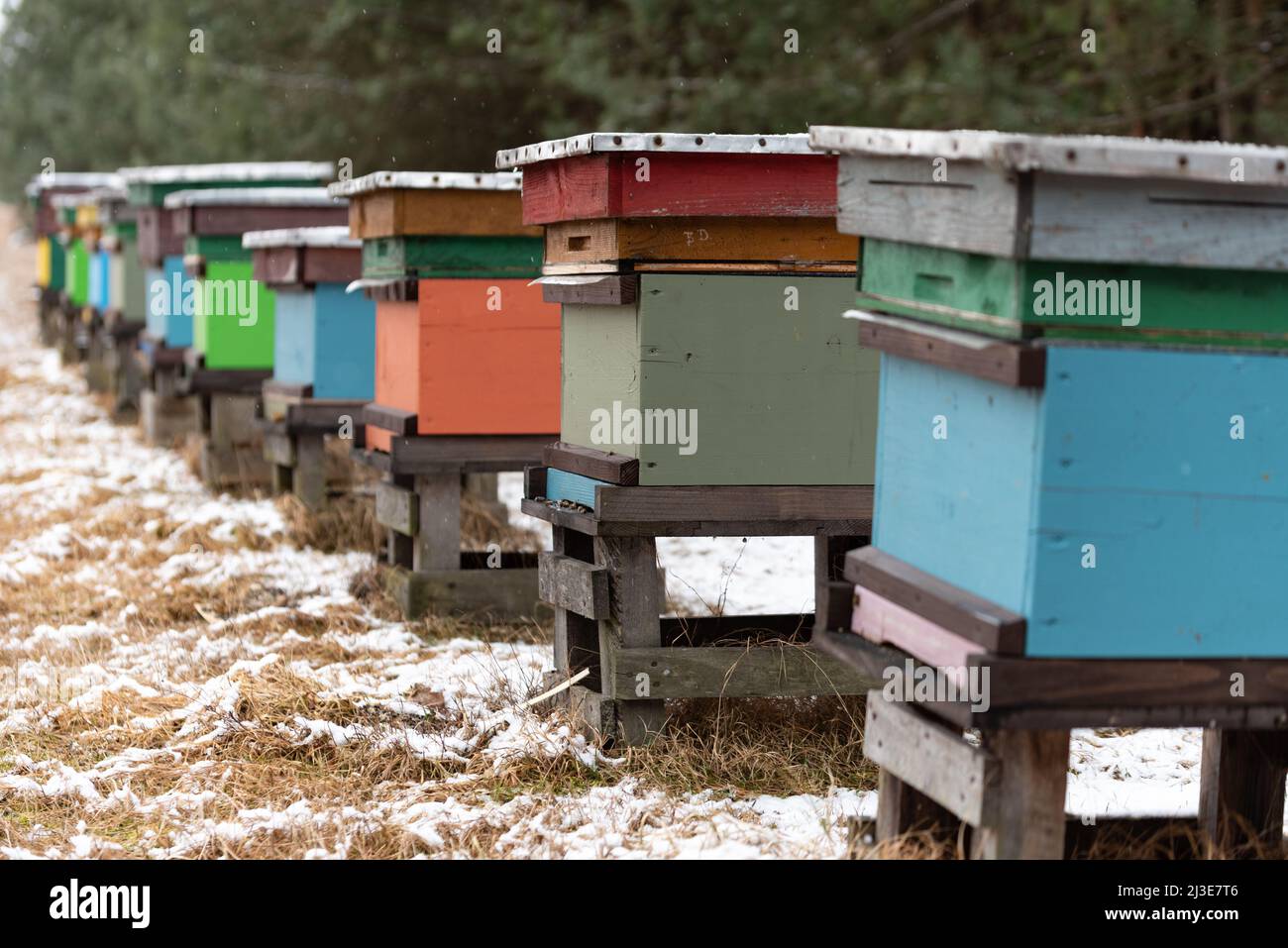 Apiary in winter. Colorful hives of bees in the meadow near the forest ...
