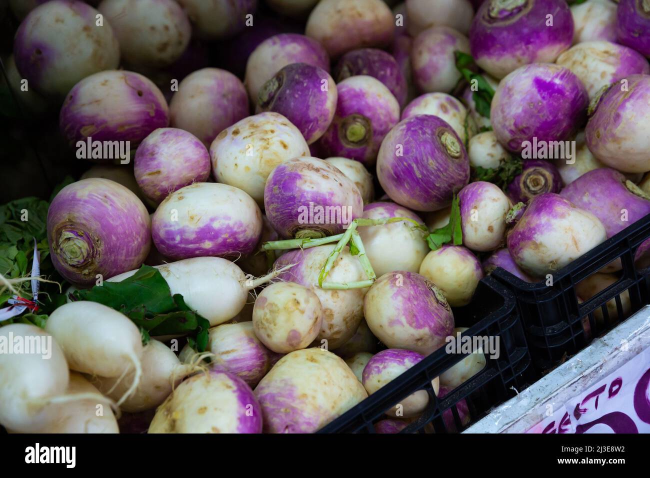 Turnip farmers hi-res stock photography and images - Alamy
