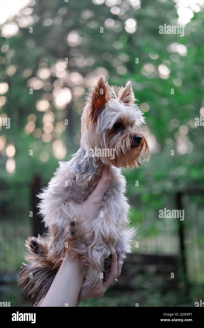 yorkshire terrier. purebred dog. brown dog puppy Stock Photo - Alamy