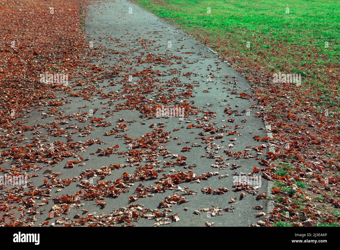 Autumn leaves on the walking path . Dry red leaves on the sidewalk ...