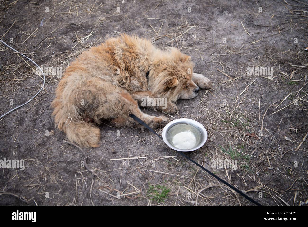 Borodyanka, Ukraine. 07th Apr, 2022. A view of a dog that was rescued ...