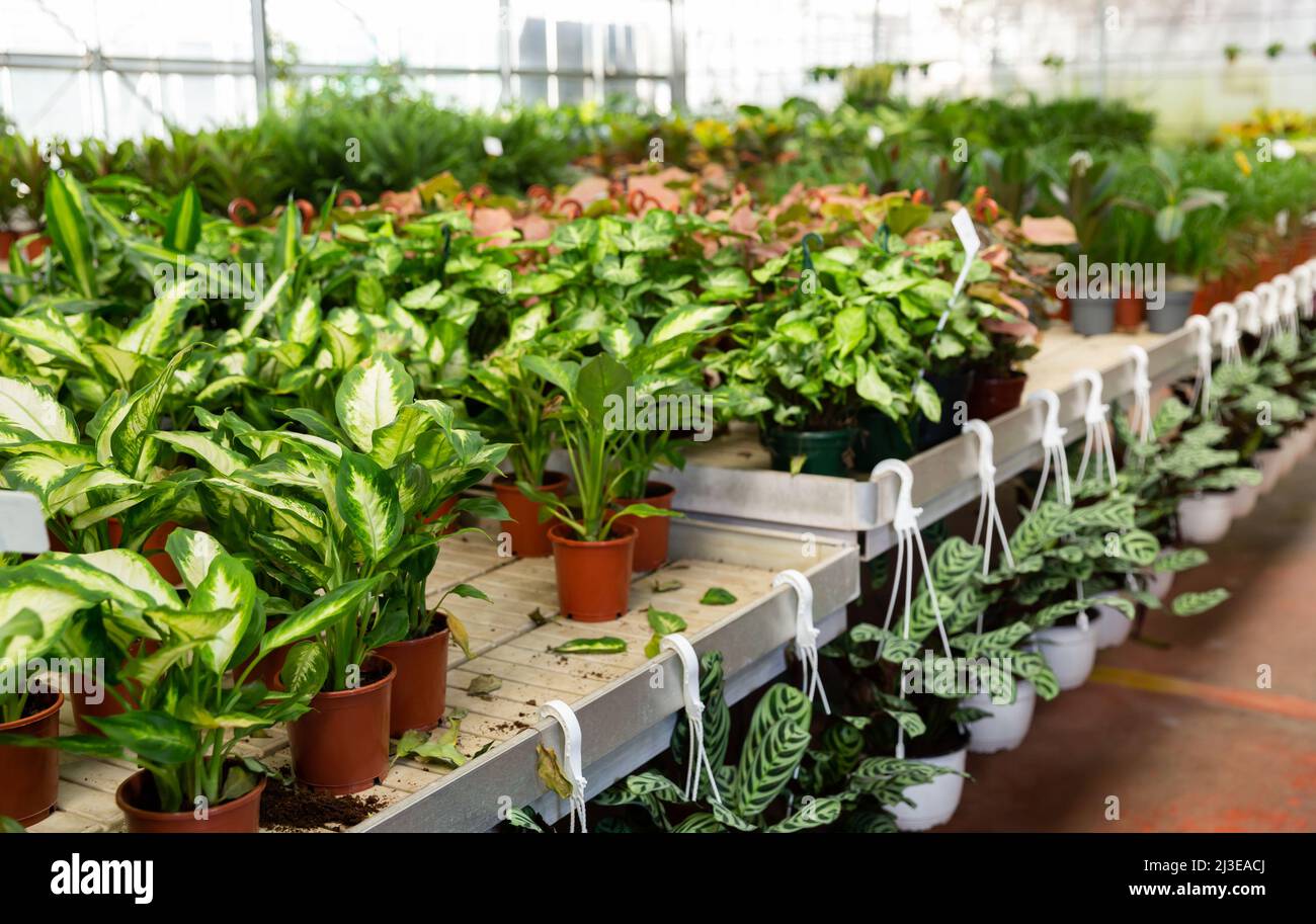 Rows of pots with sprouts in plant shop Stock Photo - Alamy