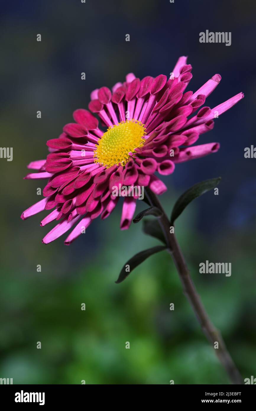 Red yellow mum chrysanthemum flowers hi-res stock photography and ...