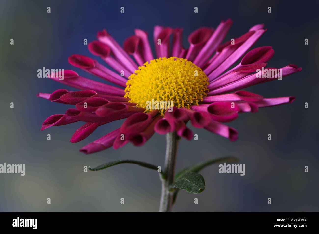 Red yellow mum chrysanthemum flowers hi-res stock photography and ...