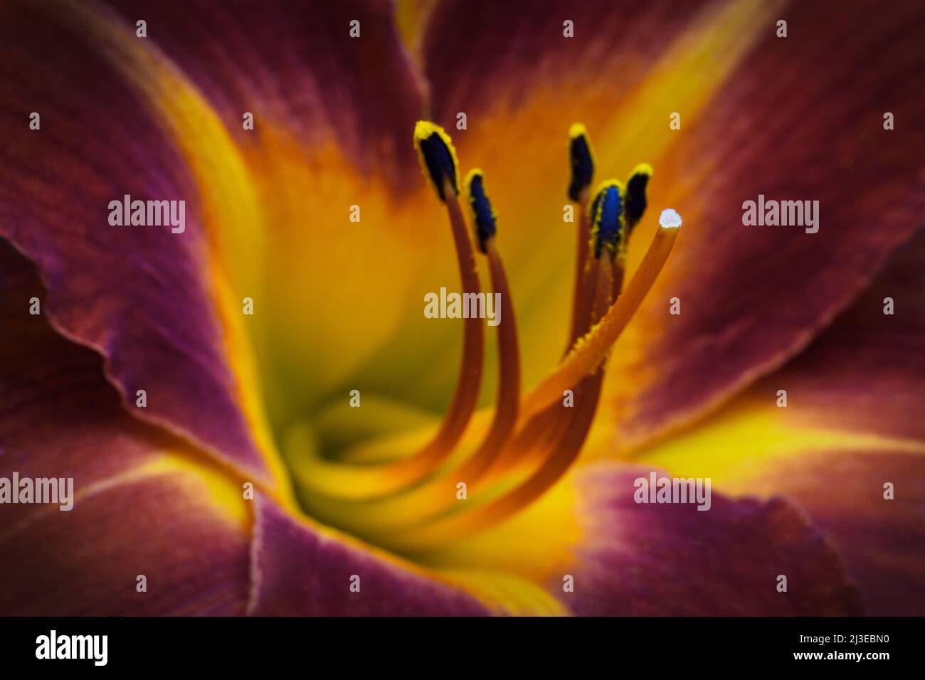 Red stigma hi-res stock photography and images - Alamy