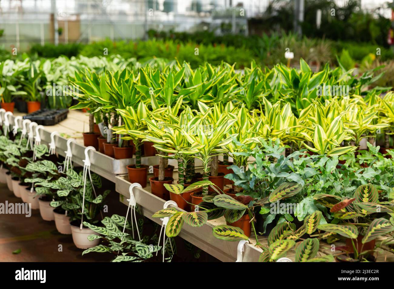 Potted dracaena with variegated foliage on showcase of garden center ...