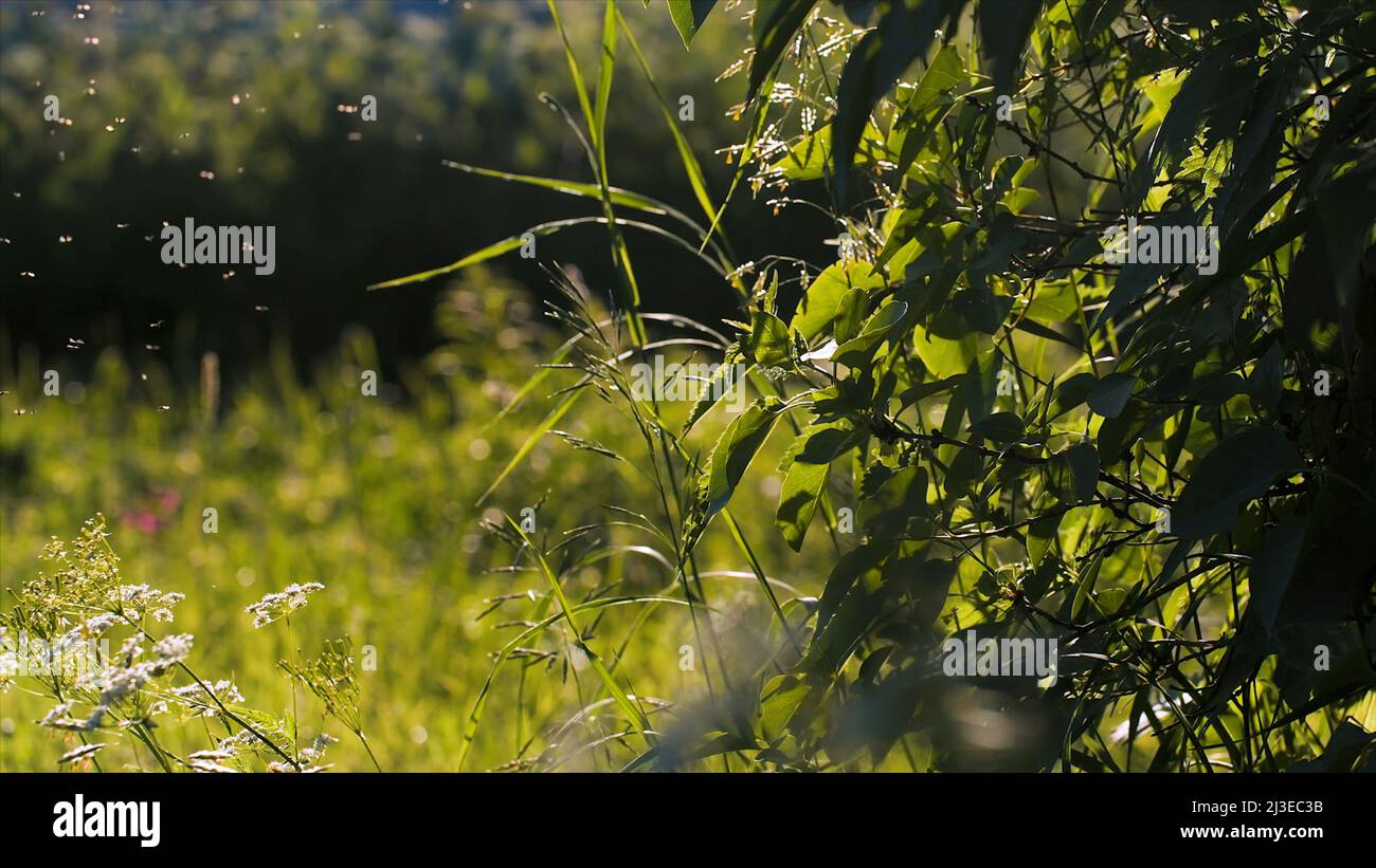 Mosquitoes midges fly in forest hi-res stock photography and images - Alamy