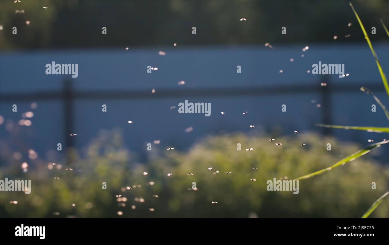White midges fly randomly forest hi-res stock photography and images ...
