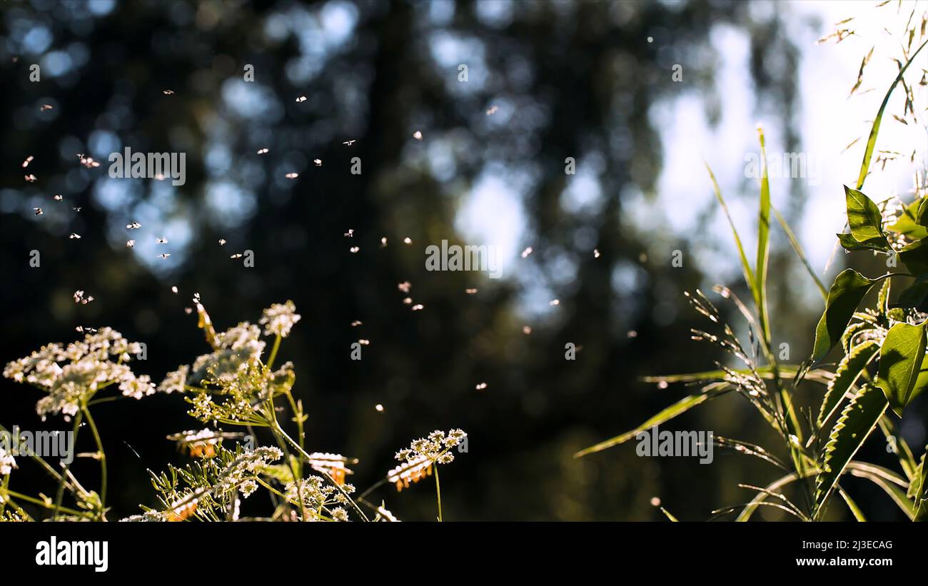 White midges fly randomly forest hi-res stock photography and images ...