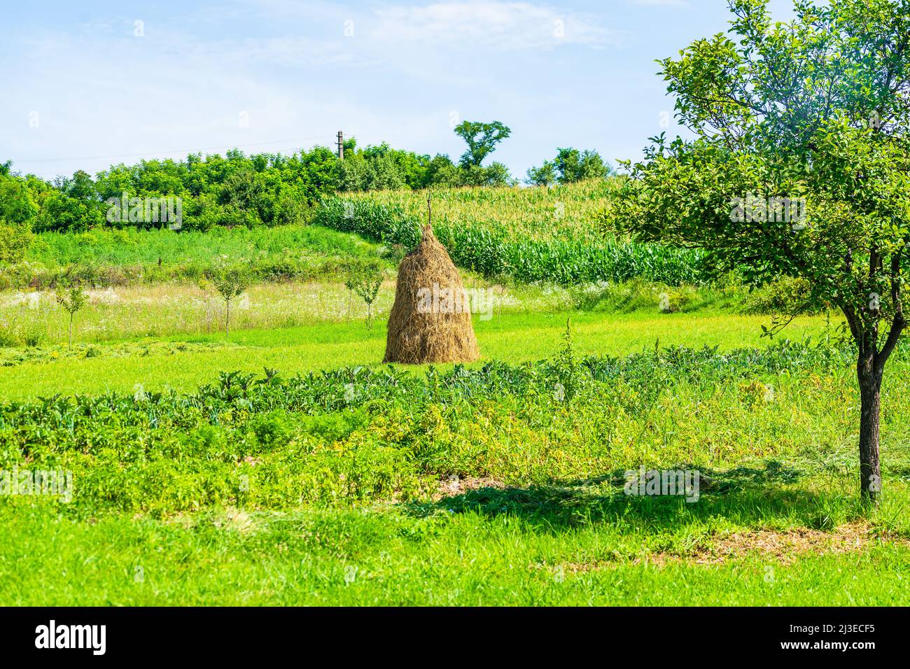 Traditional eastern european haystacks on field Stock Photo - Alamy