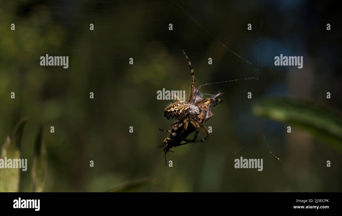 A spider weaves its prey into a cocoon on a blurred green background ...