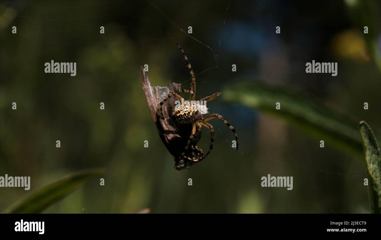 A spider weaves its prey into a cocoon on a blurred green background ...