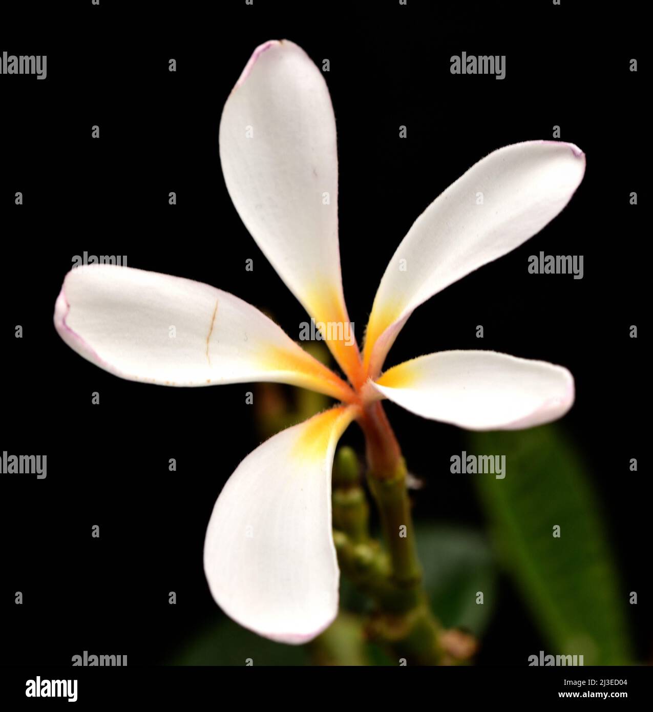Singapore Graveyard Flower (Plumeria obtusa) on a black background ...