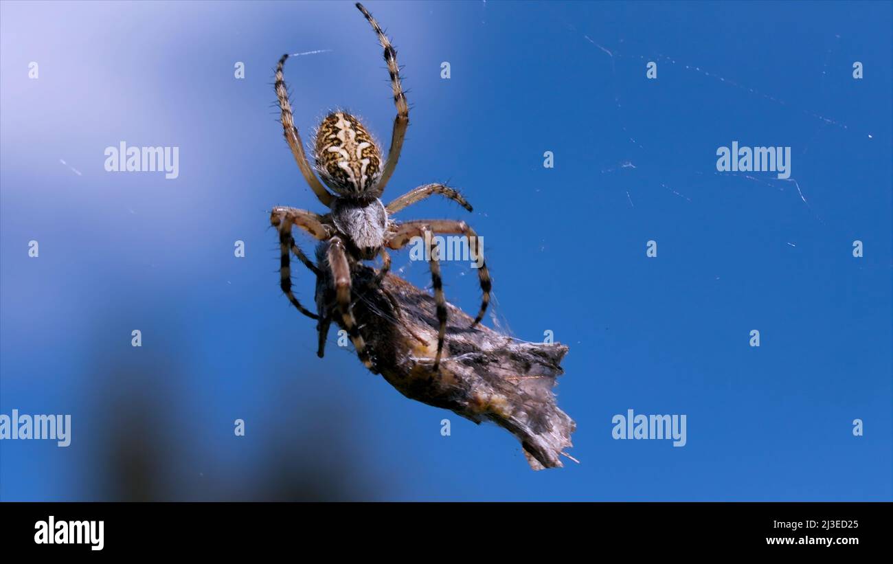Close up of a spider with a captured victim on blurred nature and blue ... Close up of a spider with a captured victim on blurred nature and blue ...
