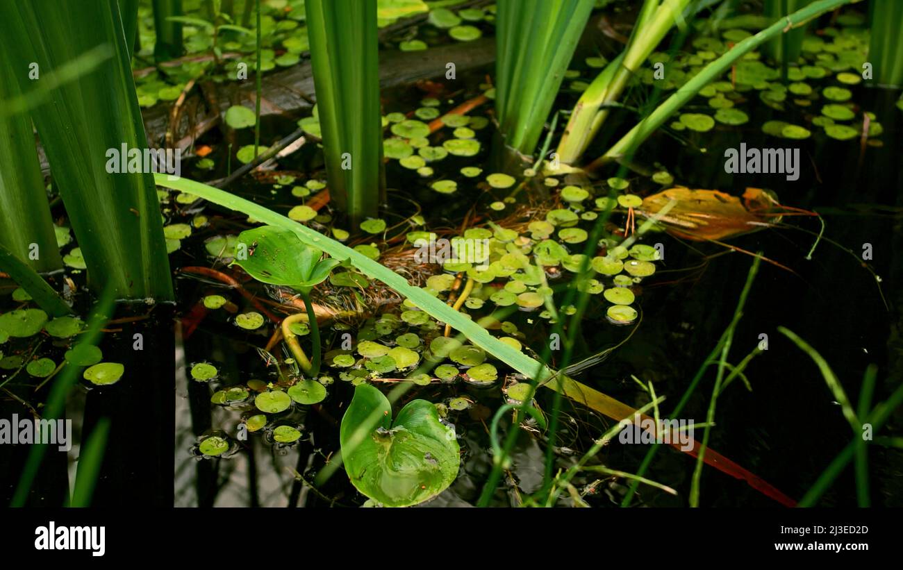 Close up of green round small lily leaves on the surface of a dark ...