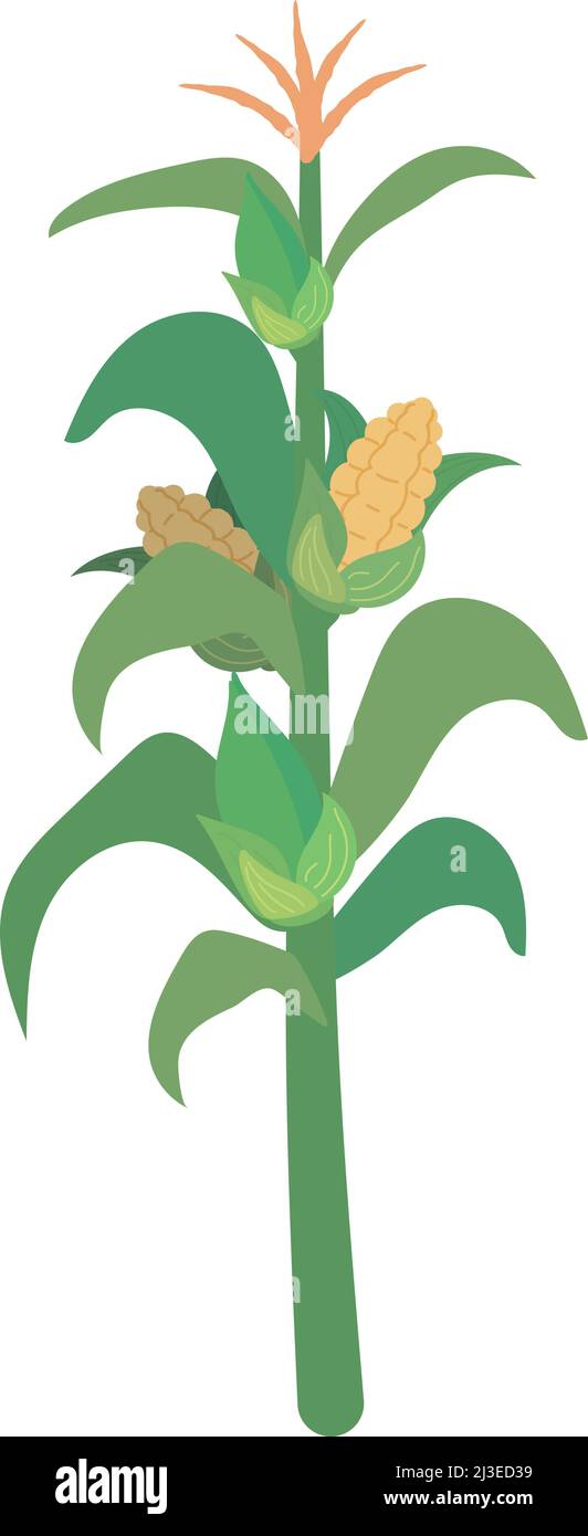 corn plant icon Stock Vector Image & Art - Alamy