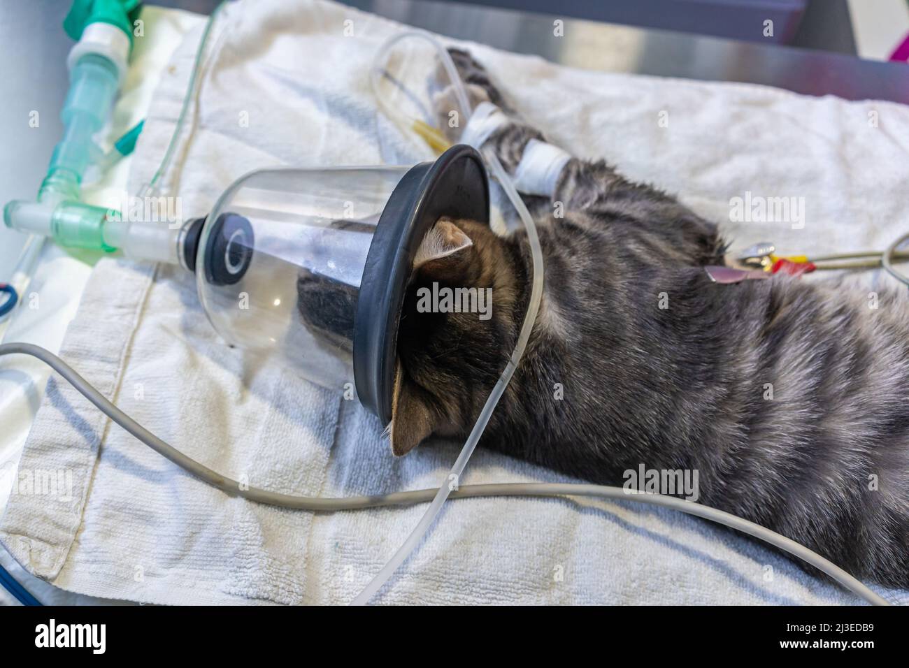Sedated cat with an oxygen mask on a surgery table Stock Photo - Alamy