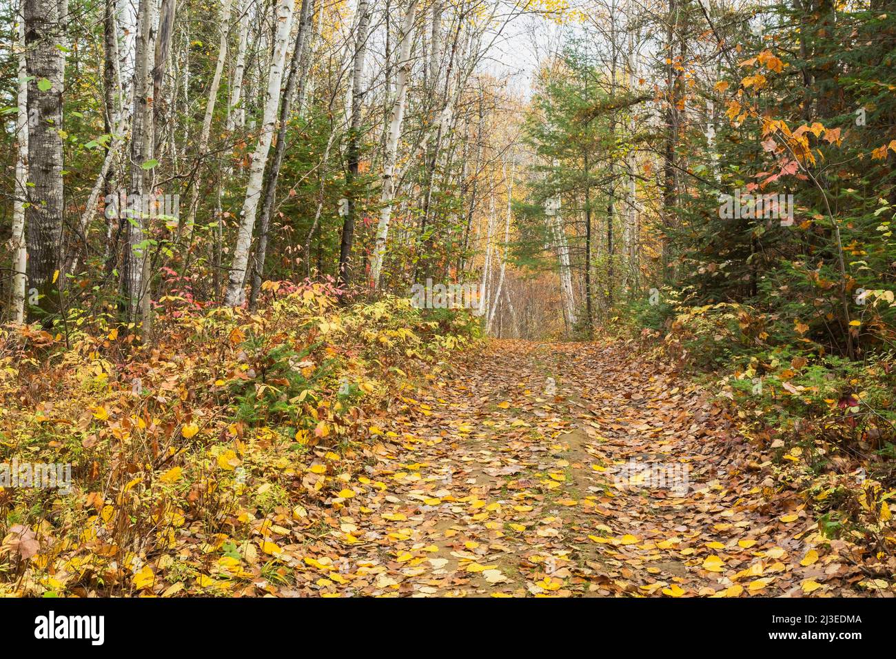 Trail covered with fallen leaves in forest in autumn Stock Photo - Alamy