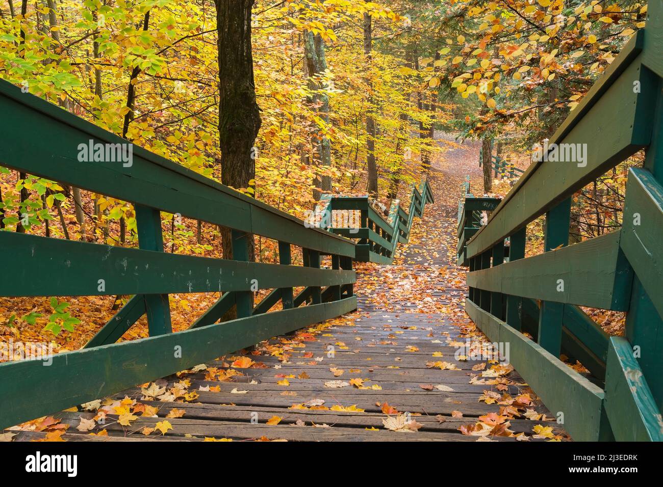 Steep wooden staircase covered with fallen Acer - Maple tree leaves in ...
