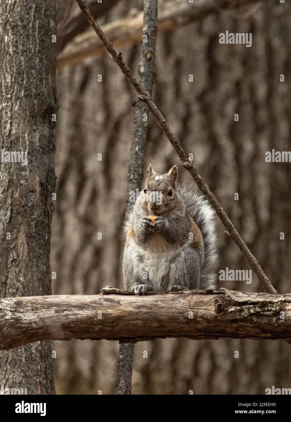 Eastern red squirrel hi-res stock photography and images - Alamy