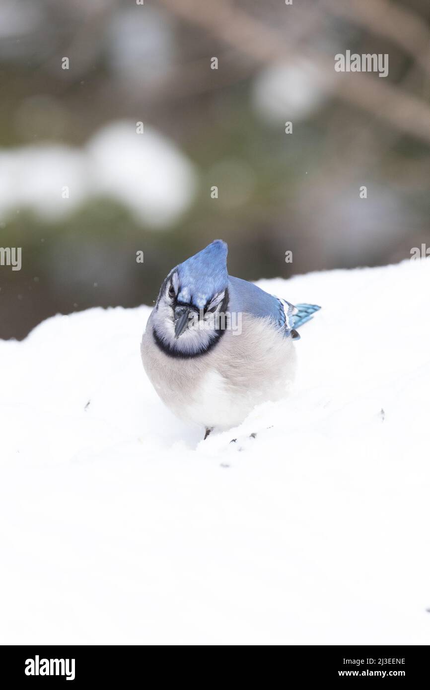 Bluejay in snow hi-res stock photography and images - Alamy