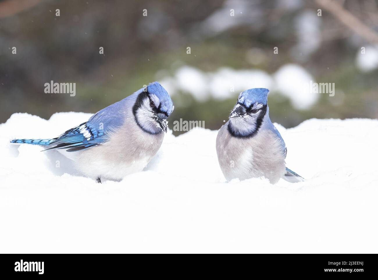 Two Blue Jays standing together in fresh snow near evergreen forest ...