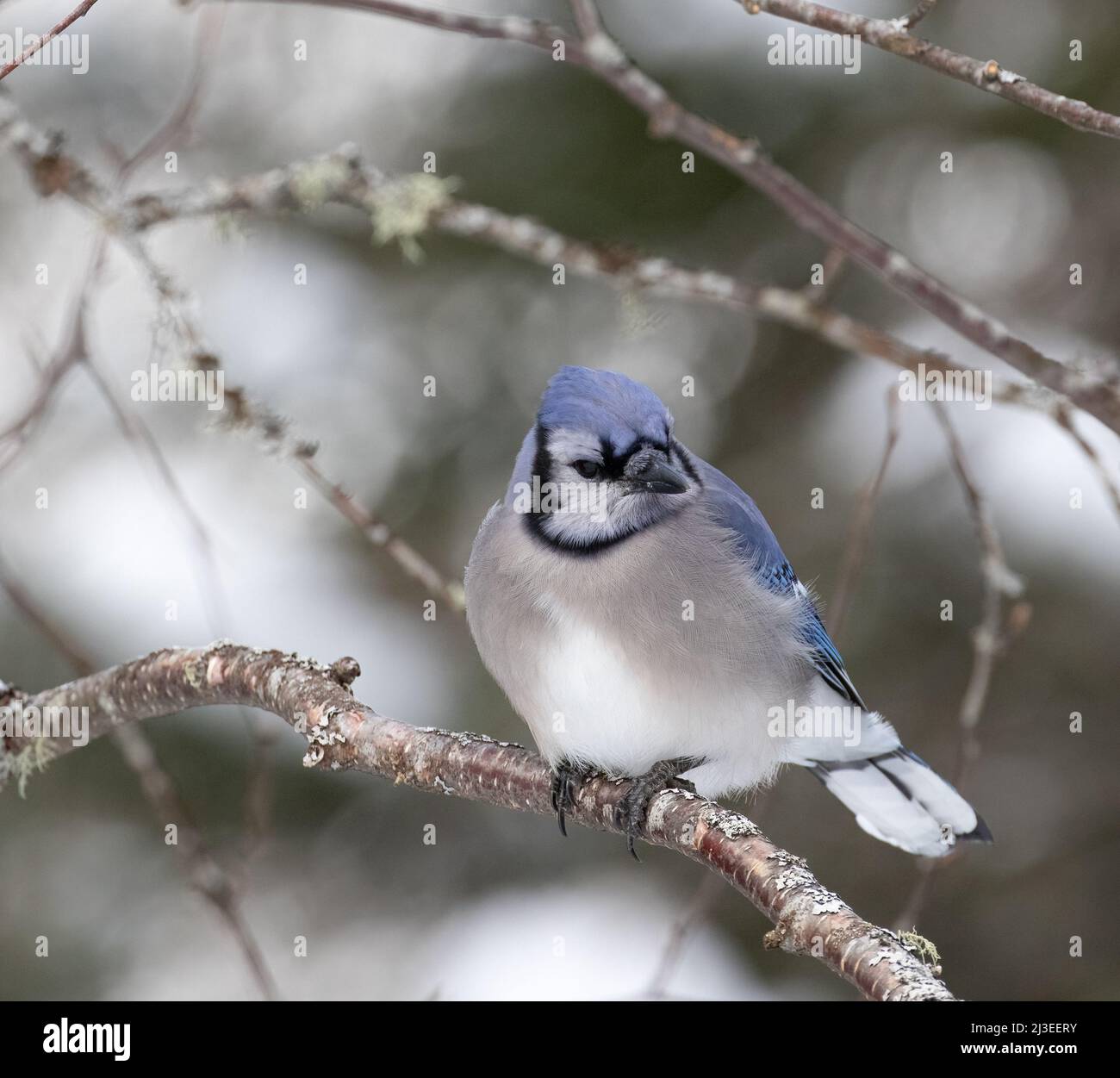 Birdwatching forest hi-res stock photography and images - Alamy