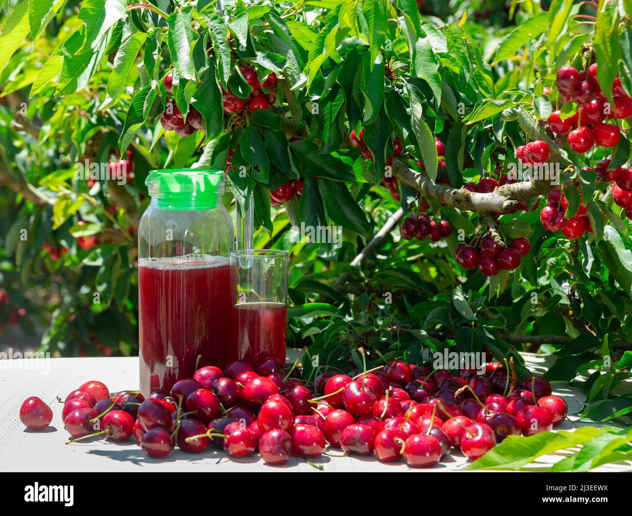 Freshly harvested ripe sweet cherries and juice in jug on table ...