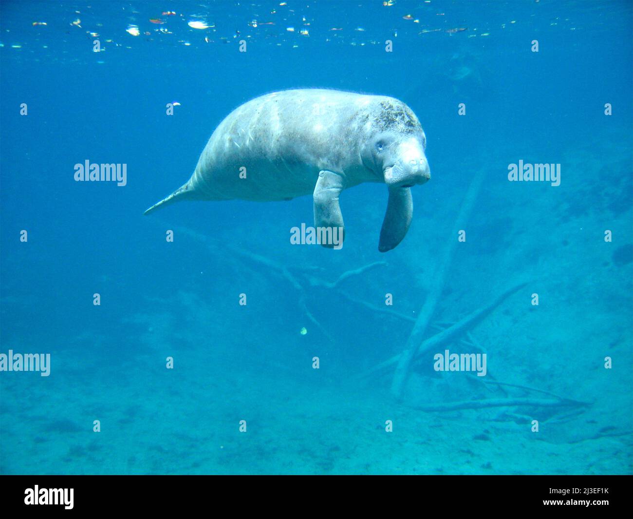 A Florida manatee, also known as a sea cow floats in Crystal River ...