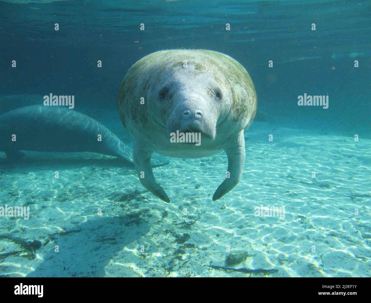 Florida manatees, also known as a sea cow float in Crystal River ...