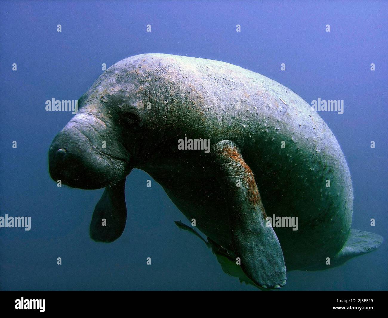 A Florida manatee, also known as a seacow floats in Indian River Lagoon ...