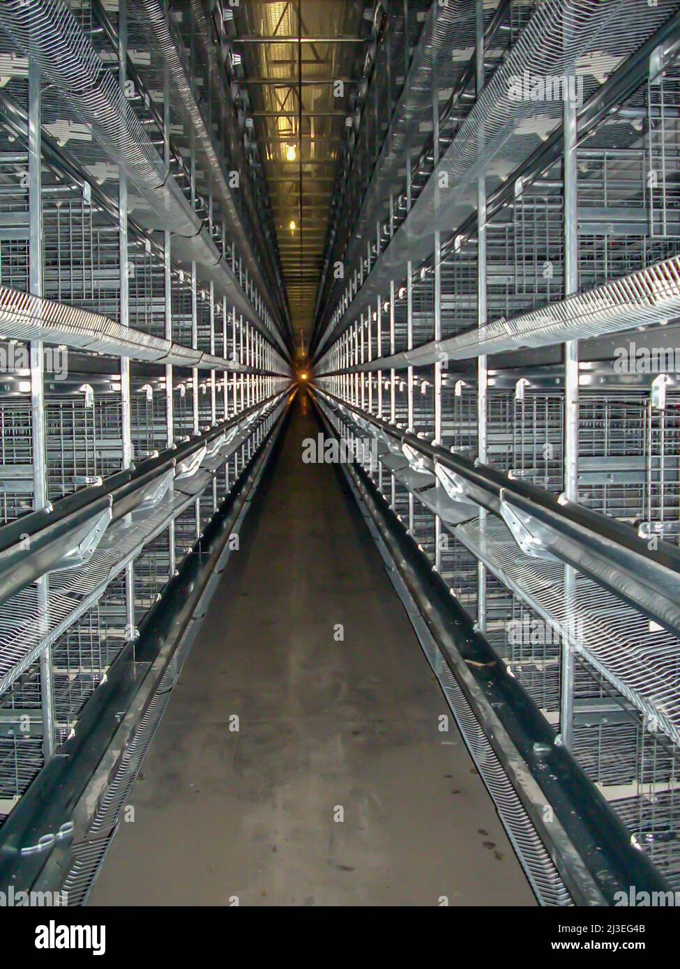 Rows of empty cages from inside an industrial chicken egg layer ...