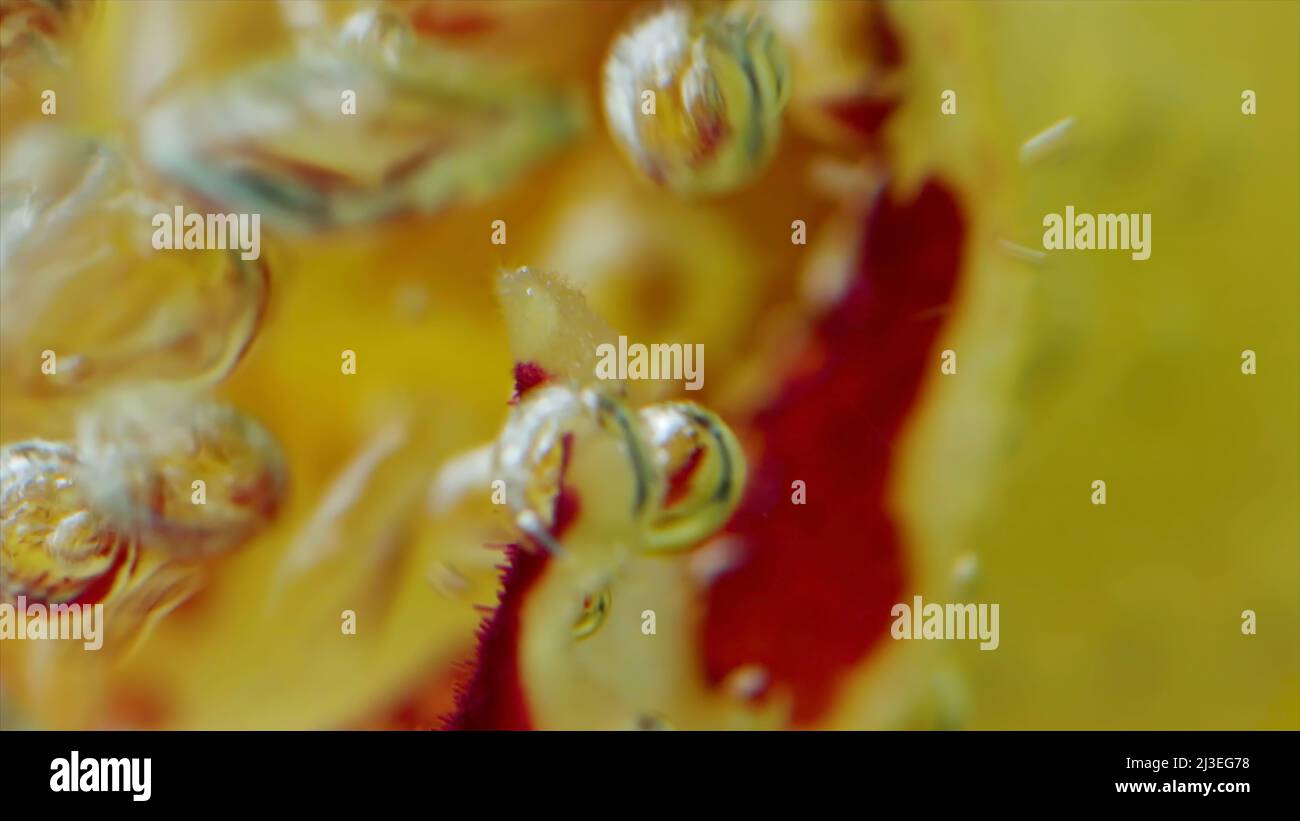 Extreme close up of red and yellow flower with airdrops. Stock footage ...