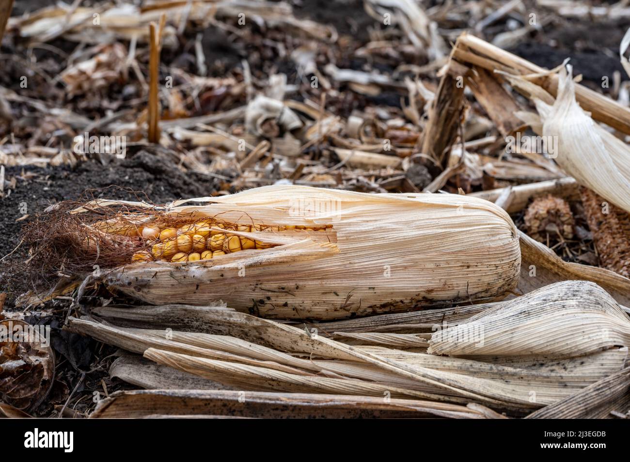 Corn cob missed during combining that was left in the field after ...
