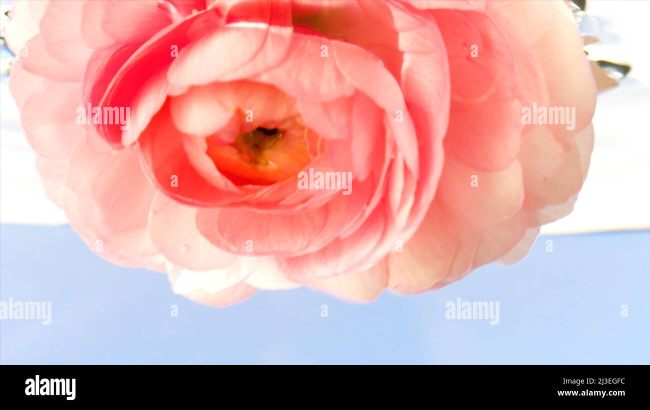 Rose petals falling down hi-res stock photography and images - Alamy