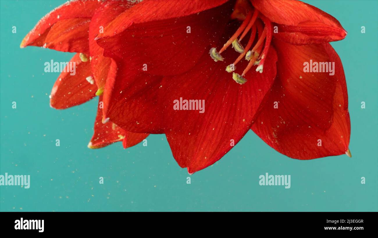 Close up of red lily flower with bright sof petals plunged underwater ...