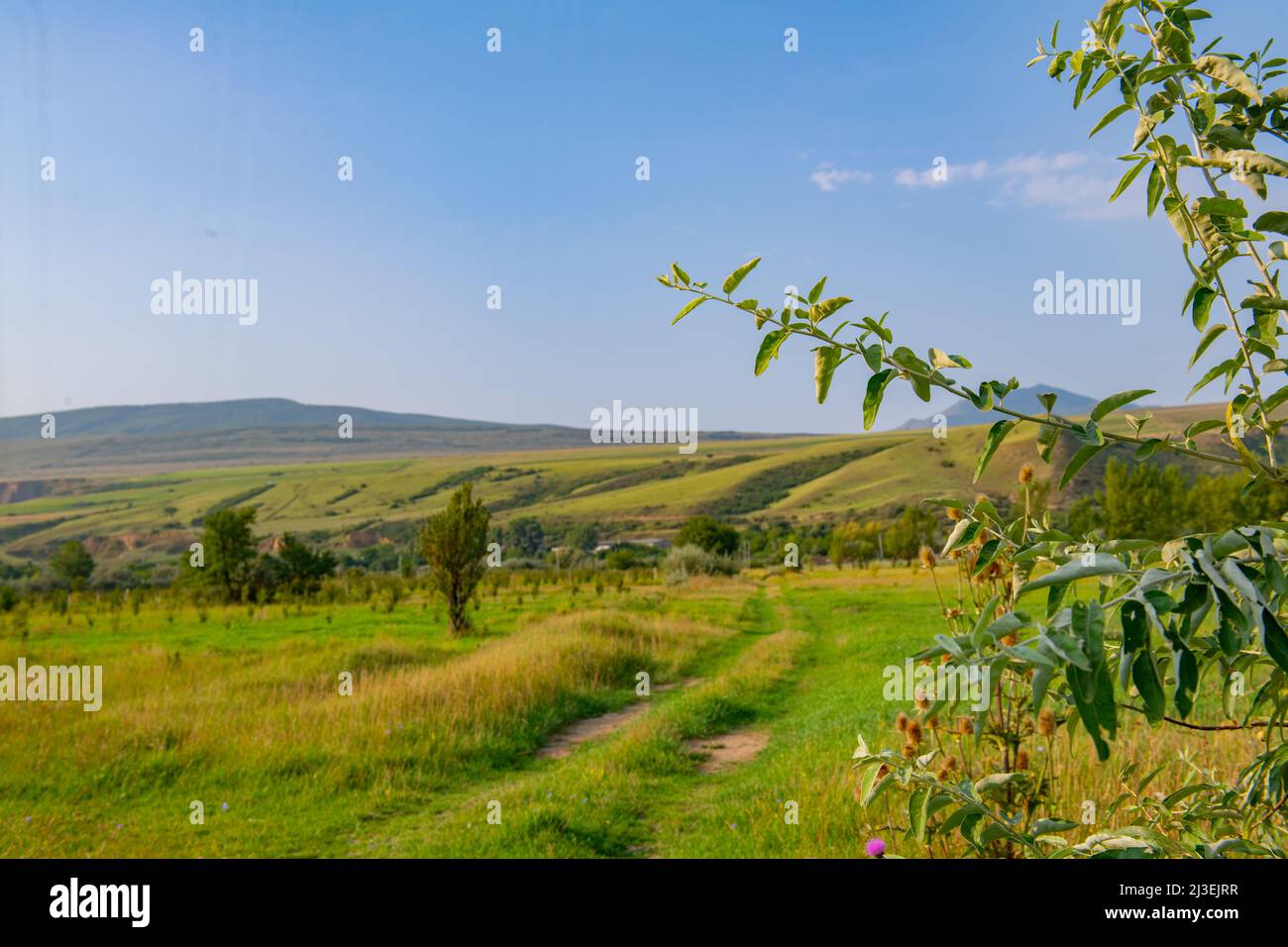very unique colchis forests with evergreen undergrowth in georgia Stock ...