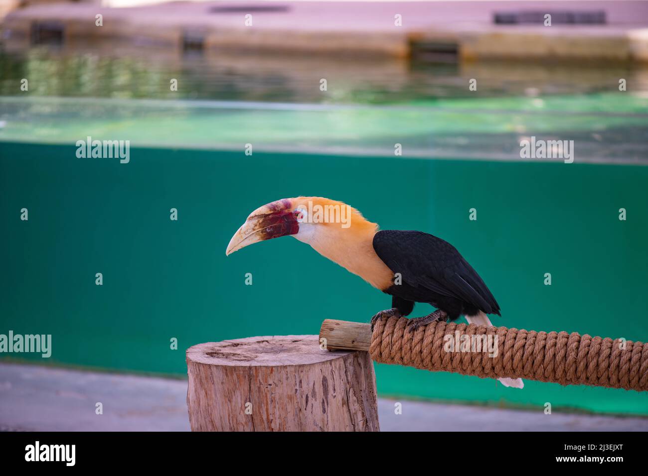 sulawesian kalao species of bird in the hornbill family Stock Photo - Alamy