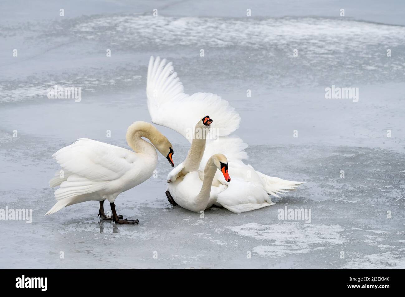 Fighting mute swans at Helsinki, Finland Stock Photo - Alamy