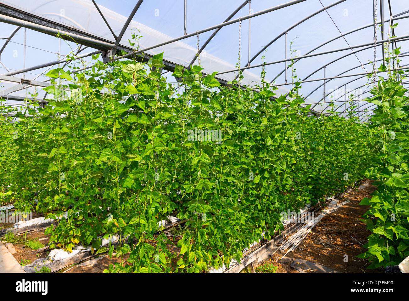 Growing bean indoors hi-res stock photography and images - Alamy