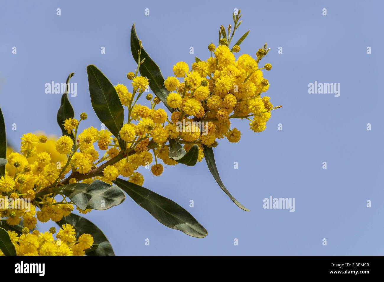 Yellow wattle flowers hi-res stock photography and images - Alamy