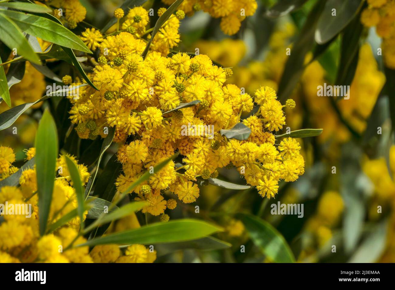 Yellow flowers of a flowering Cootamundra wattle Acacia baileyana tree ...