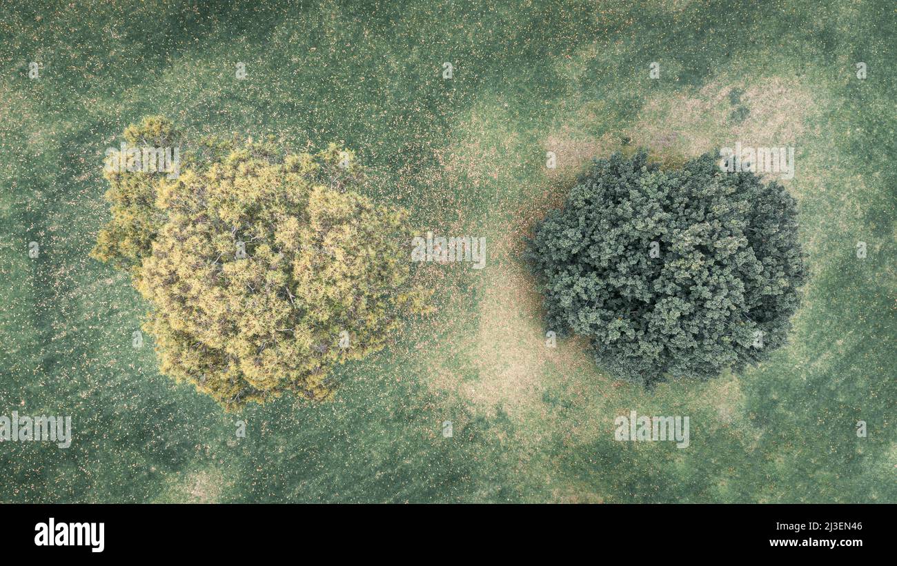 Two trees next to each other. View from above Stock Photo - Alamy