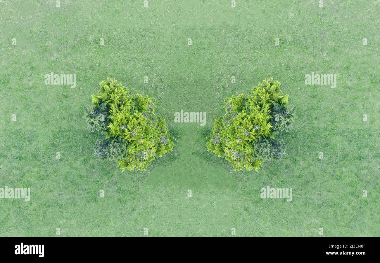 Two trees next to each other. View from above Stock Photo - Alamy