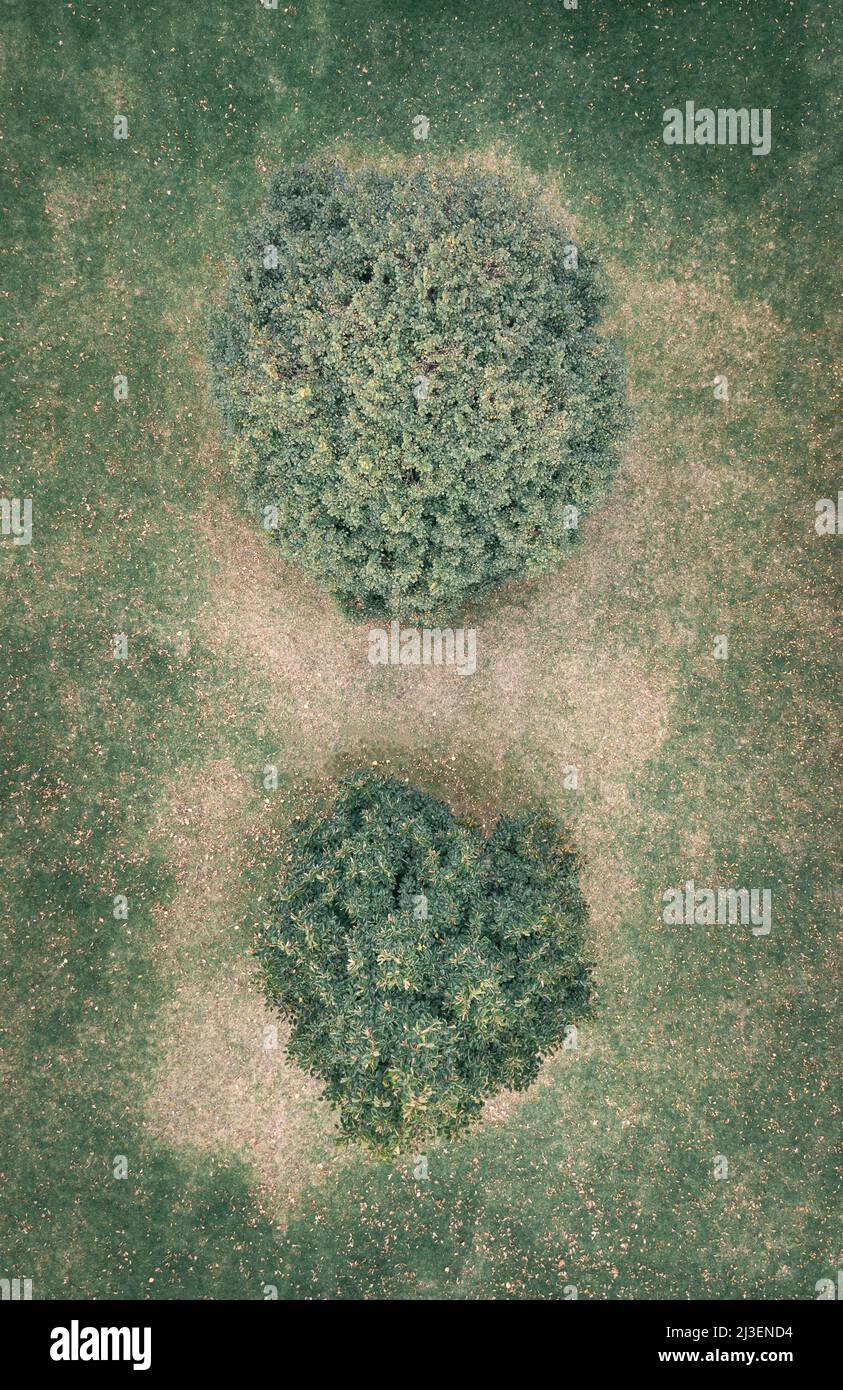 Two trees next to each other. View from above Stock Photo - Alamy